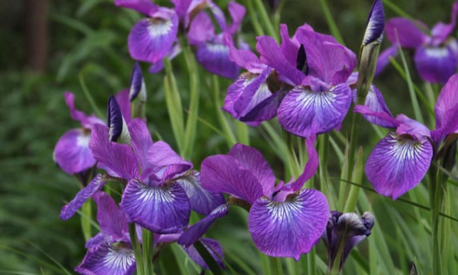 ออร์ริส (Orris) - Hello Khunmor