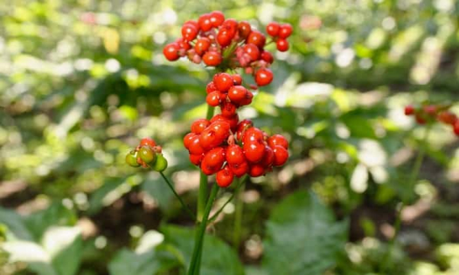 โสมซานซี (Panax Pseudoginseng) - Hello Khunmor